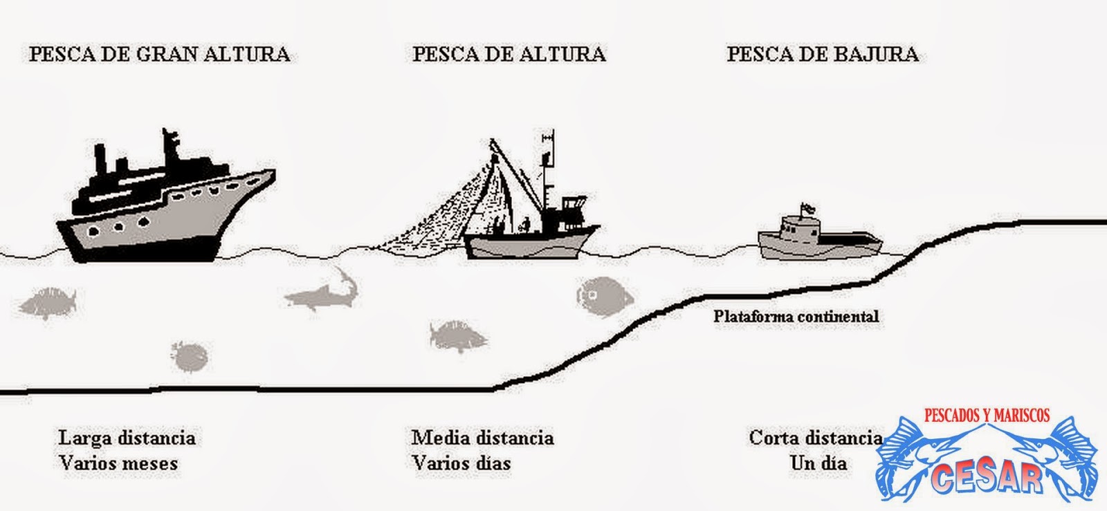 Pescados y Mariscos Cesar: El Proceso de Nuestro Pescado